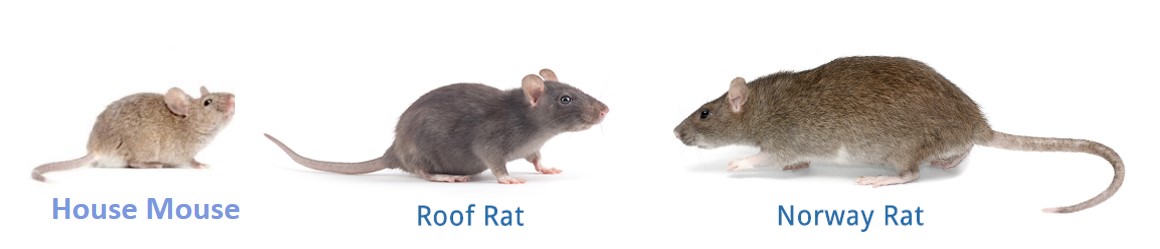 Rodents Control Services in Egypt - SOTAICO Pest Control company in Egypt
