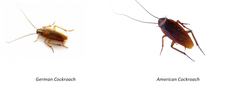 Do Cockroach Infestations Diminish During Egypt’s Winter?